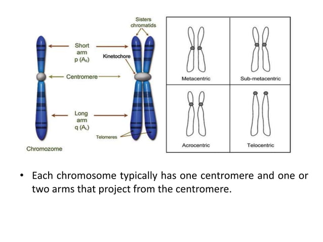 Chromosome Structure Ppt Principals Of Genetics Ppt Genetics Science