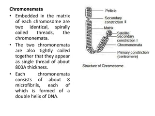 Chromosome structure.ppt principals of genetics | PPT | Genetics | Science