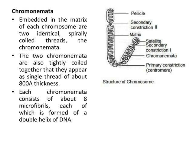 Chromosome structure.ppt principals of genetics | PPT | Genetics | Science