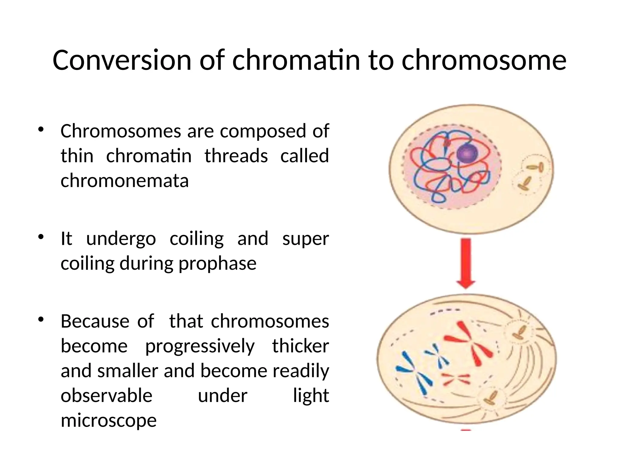 Structure of chromosome and its organization | PPTX | Genetics | Science