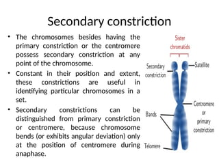 Structure of chromosome and its organization | PPTX | Genetics | Science