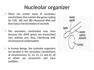 Structure of chromosome and its organization | PPTX | Genetics | Science