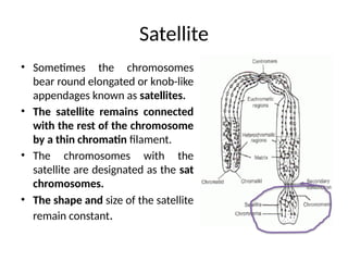 Structure of chromosome and its organization | PPTX
