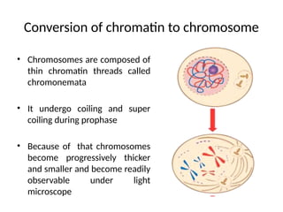 Structure of chromosome and its organization | PPTX | Genetics | Science