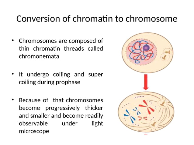 Structure of chromosome and its organization | PPTX | Genetics | Science