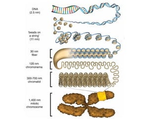 Structure of chromosome and its organization | PPTX | Genetics | Science