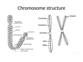 Structure of chromosome and its organization | PPTX | Genetics | Science