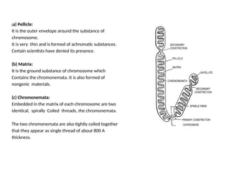 Structure of chromosome and its organization | PPTX | Genetics | Science