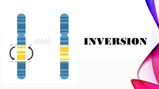Chromosome structures and its parts.pptx