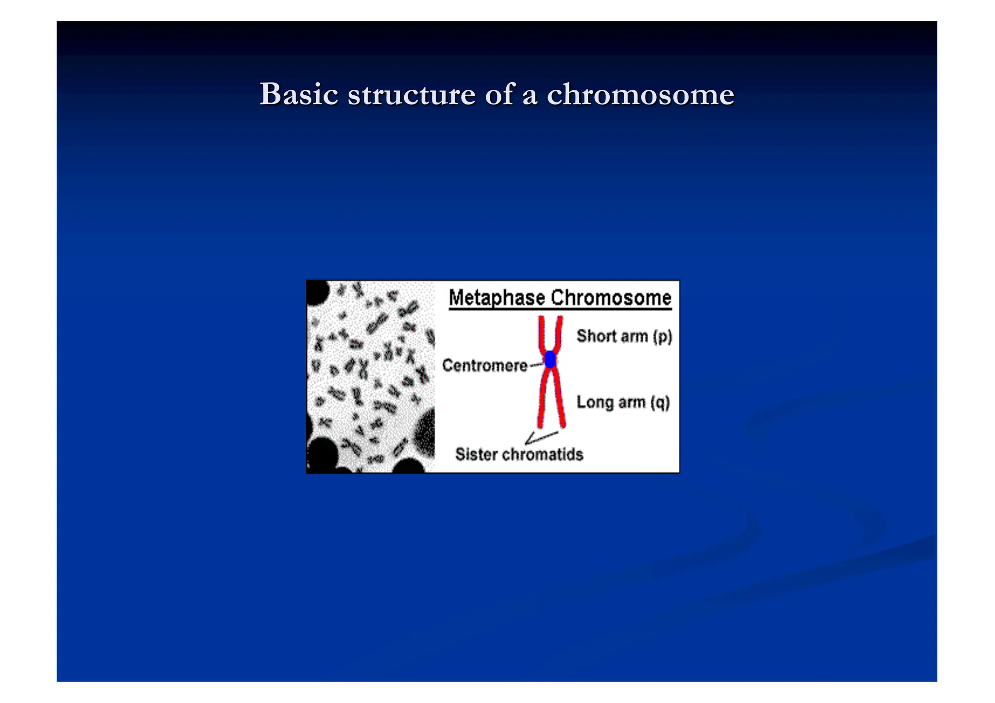 Chromosome Structure, structure of chromosome.pdf