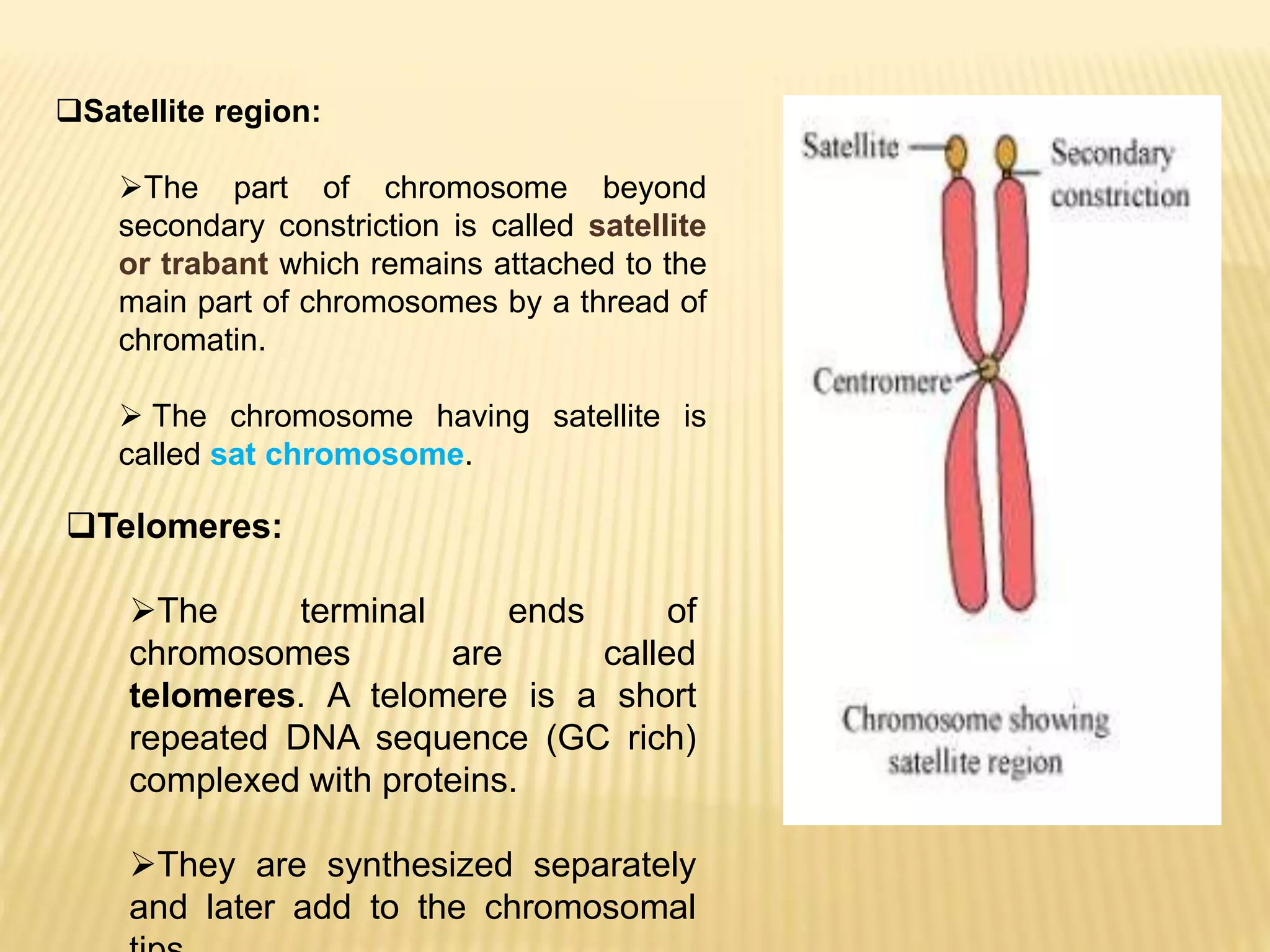 Chromosome structure and packaging of dna | PPTX