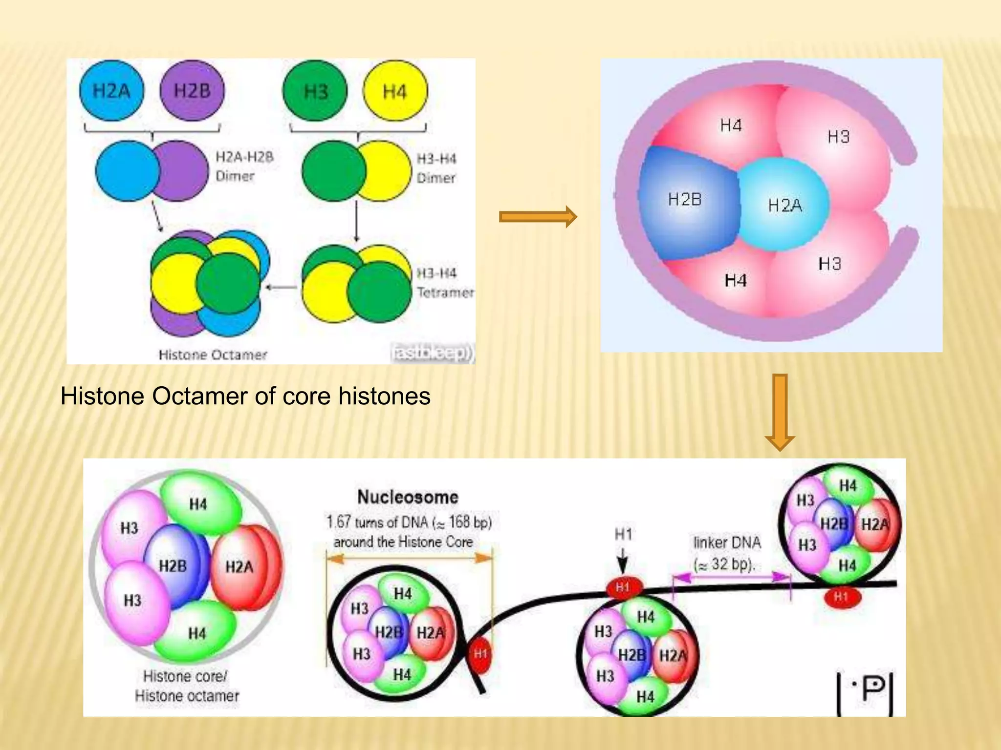 Chromosome structure and packaging of dna | PPTX