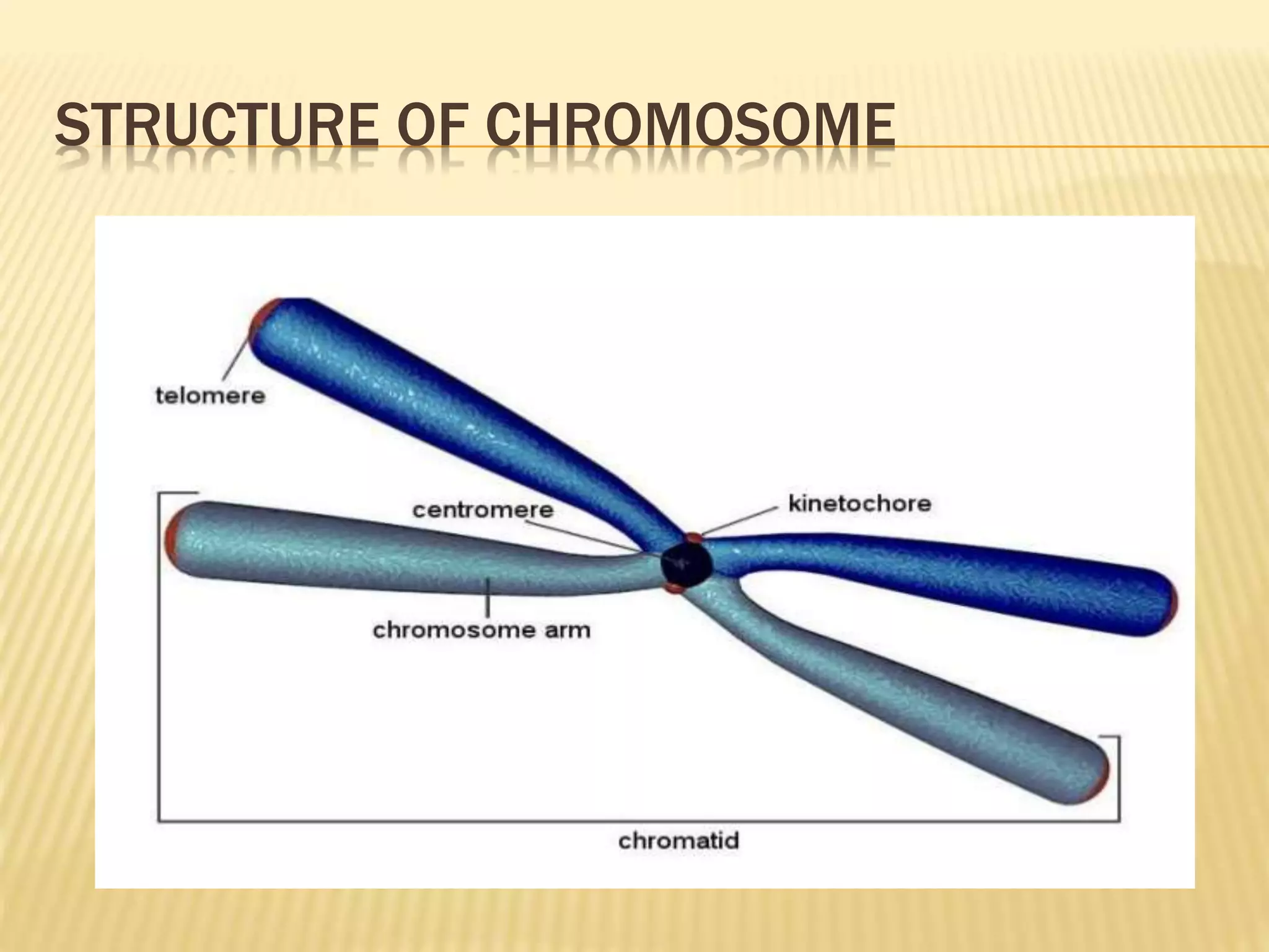 Chromosome structure and packaging of dna | PPTX
