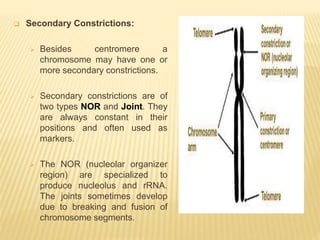 Chromosome structure and packaging of dna | PPTX