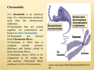 Chromosome structure and packaging of dna | PPTX