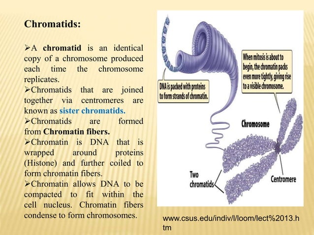 Chromosome structure and packaging of dna | PPTX | Biological Sciences ...