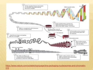 Chromosome structure and packaging of dna | PPTX