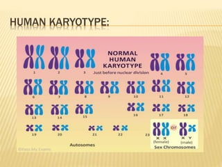 Chromosome structure and packaging of dna | PPTX