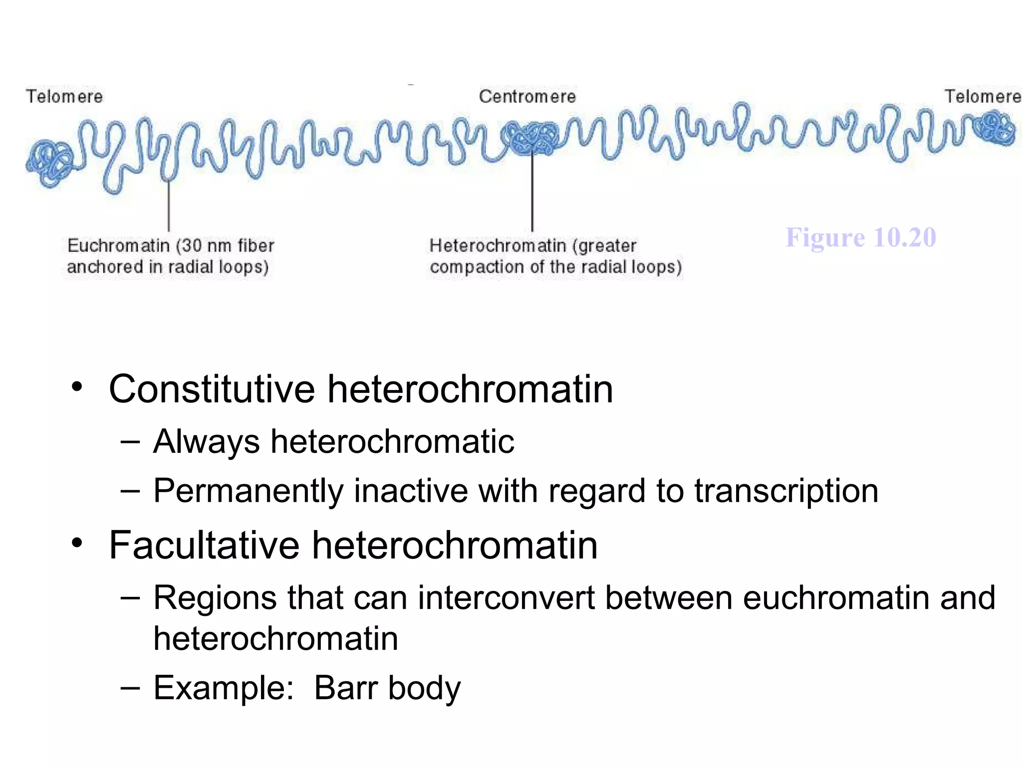 Chromosome structure | PPT