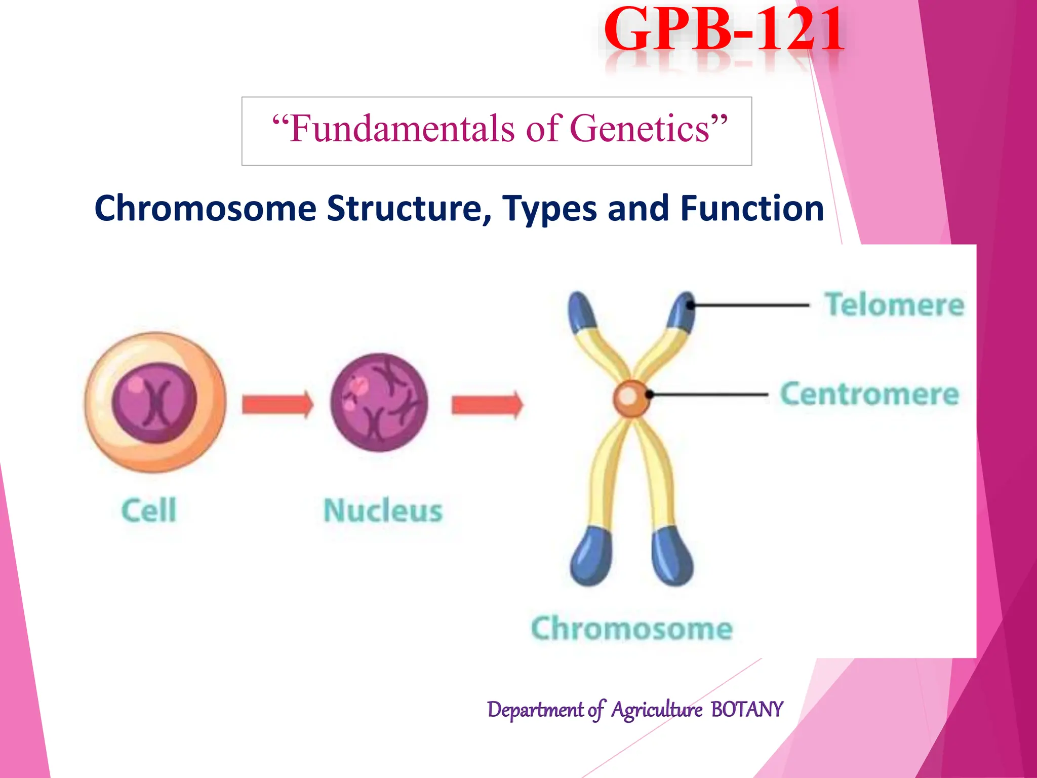 Chromosome Structure, Types and Function.pptx