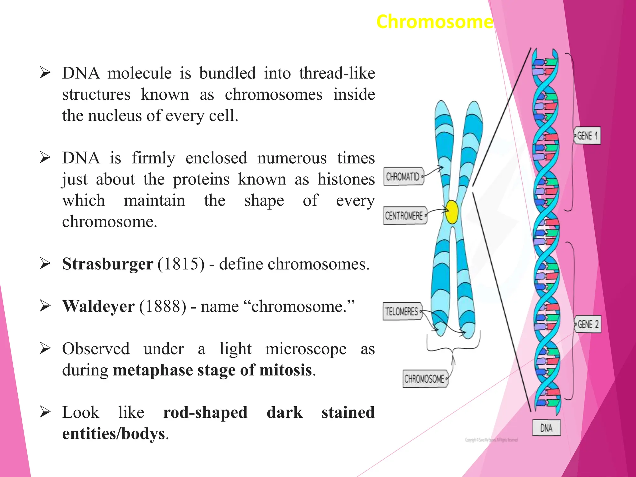 Chromosome Structure, Types and Function.pptx