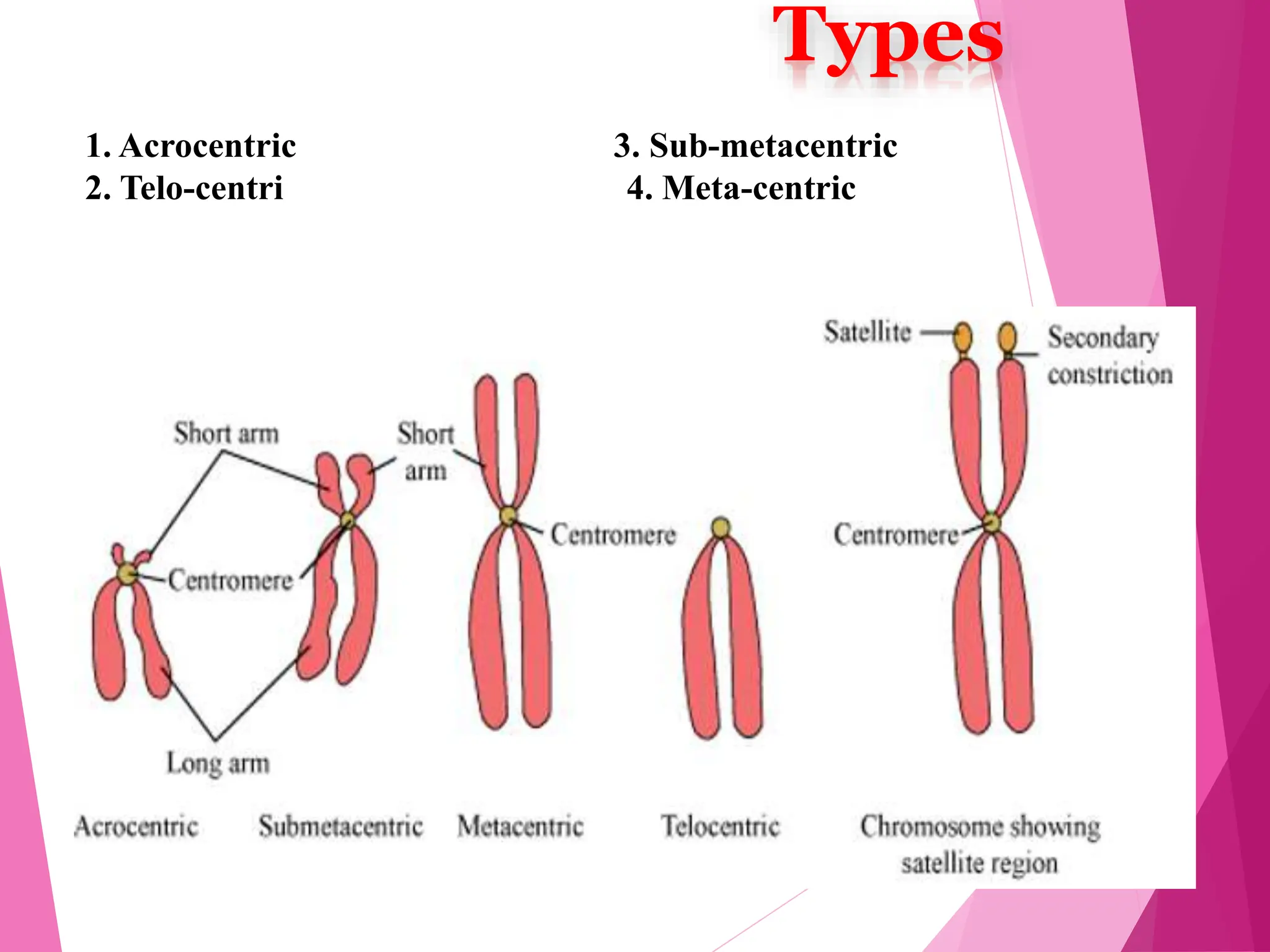 Chromosome Structure, Types and Function.pptx