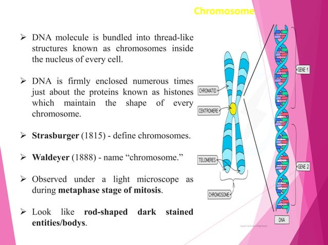 Chromosome Structure, Types and Function.pptx
