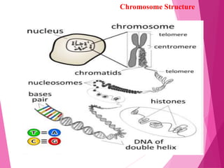 Chromosome Structure, Types and Function.pptx