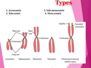 Chromosome Structure, Types and Function.pptx