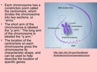 Chromosome structure v2 | PPT