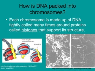 Chromosome structure v2 | PPT
