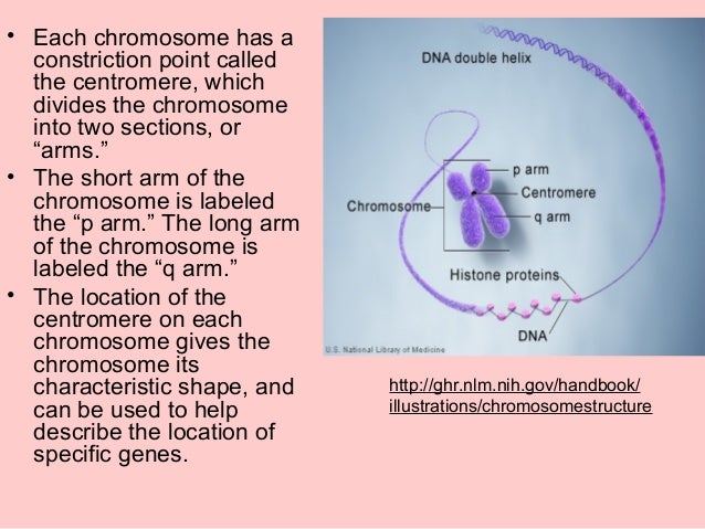Illustrated Diagram Showing Detailed Chromosome Structure And Stock