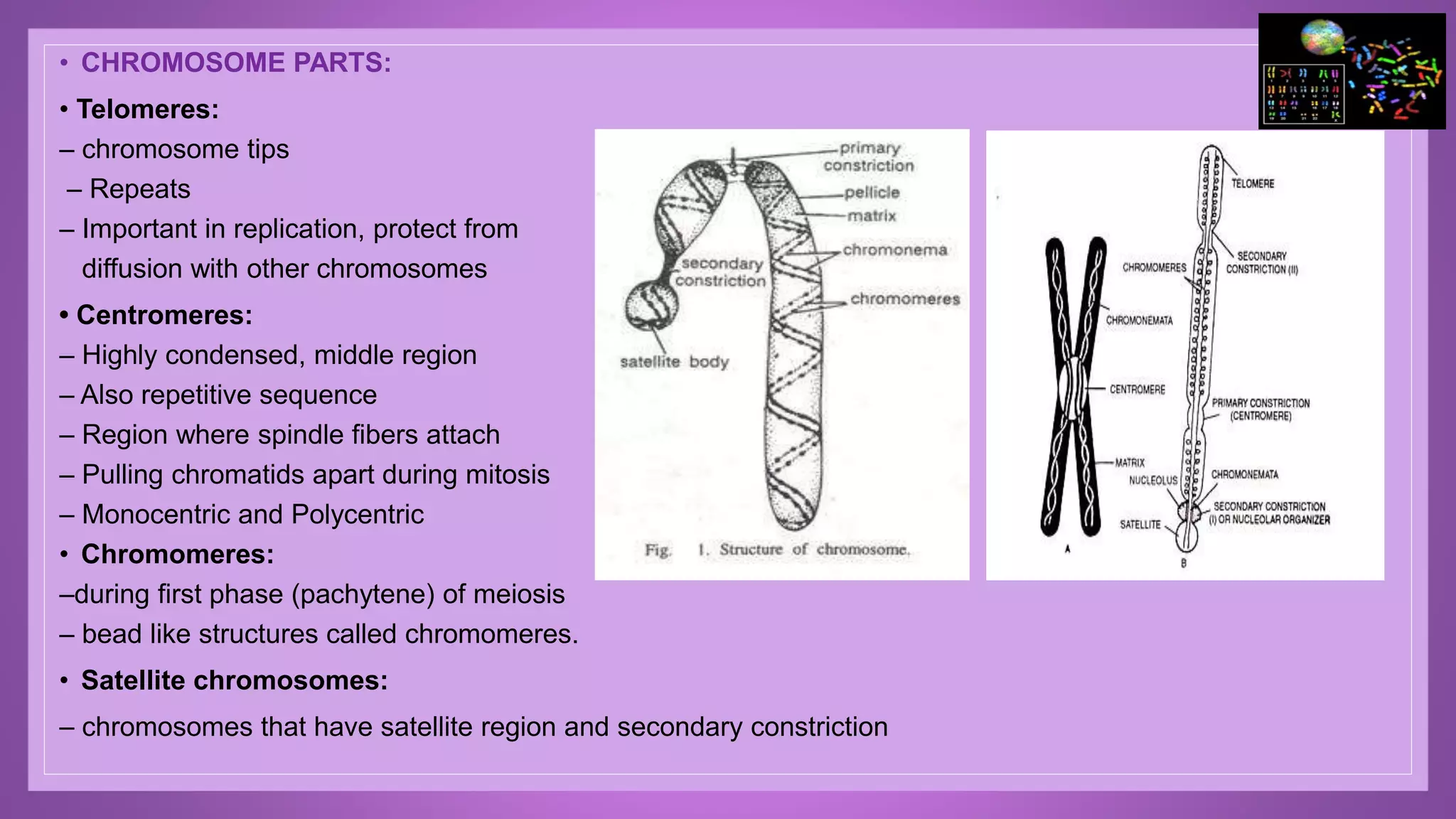 Chromosomes Types | PPTX