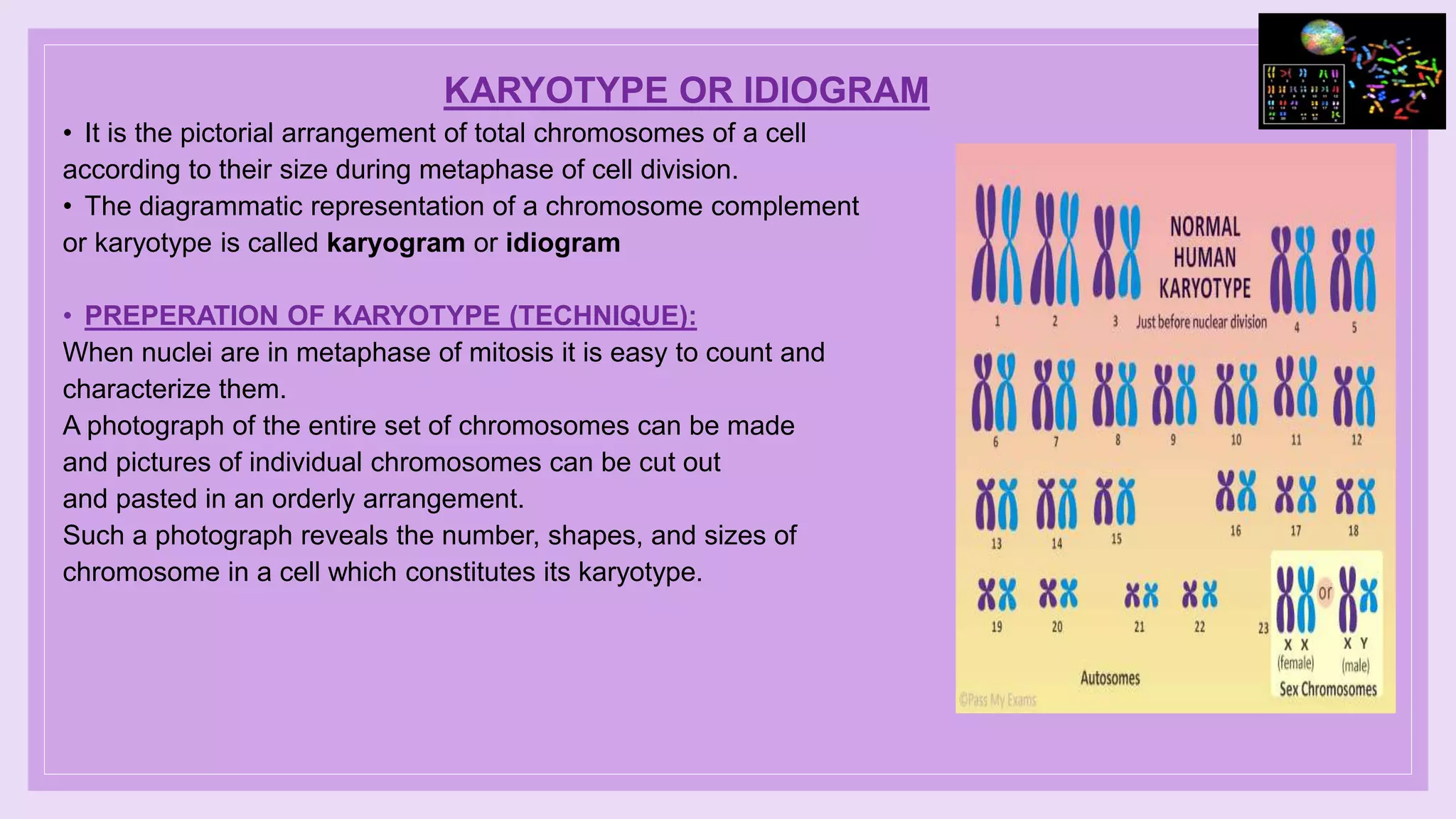 Chromosomes Types | PPTX