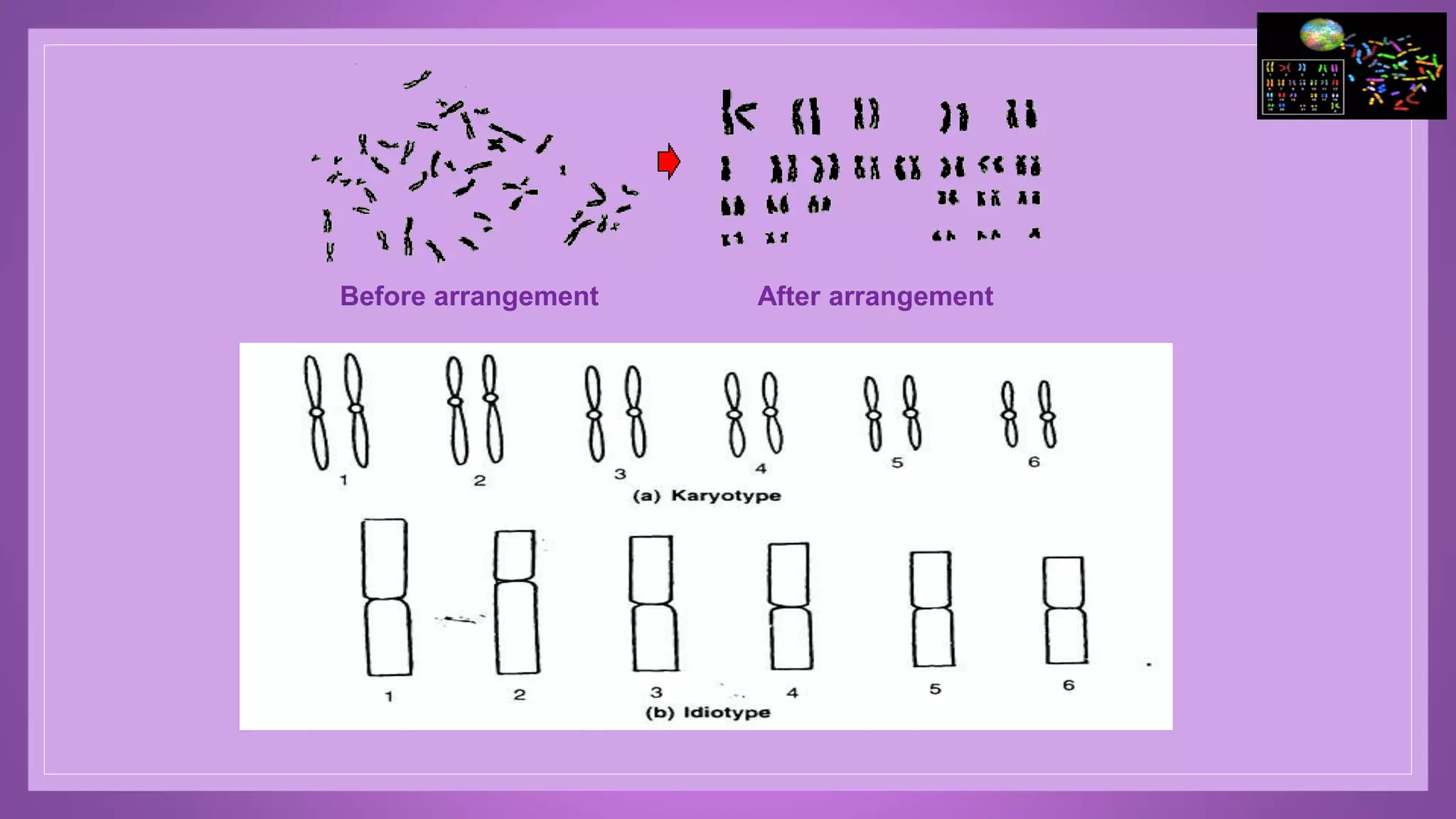 Chromosomes Types | PPTX
