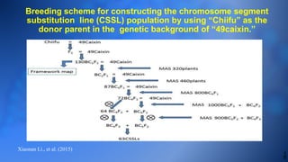 Inter-varietal Chromosome substitution lines and Genetic Improvement of ...