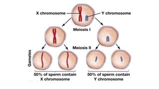 Chromosome theory of inheritance | PPTX