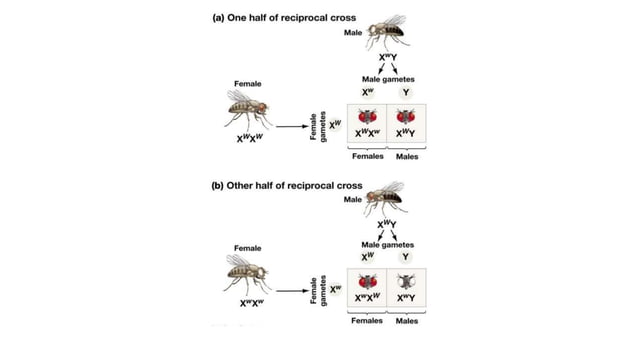 Chromosome Theory Of Inheritance Pptx 1425