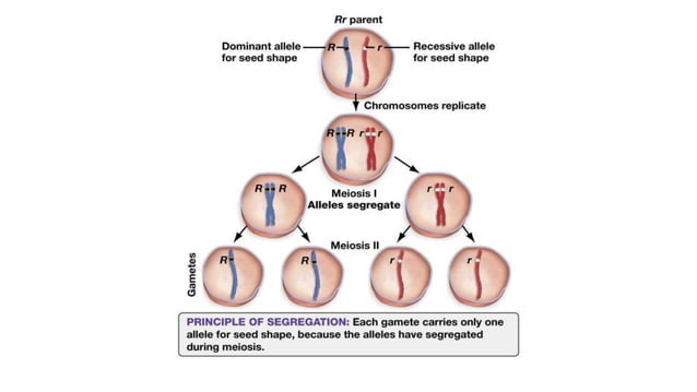 Chromosome theory of inheritance | PPTX