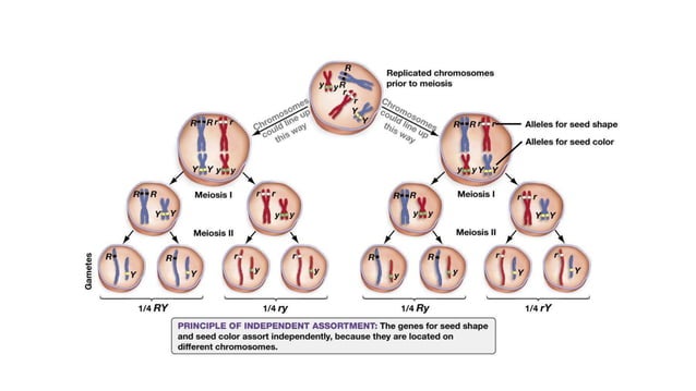 Chromosome theory of inheritance | PPTX