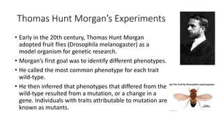 Chromosome theory of inheritance | PPTX
