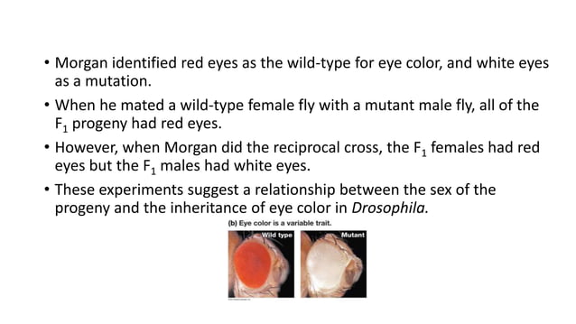 Chromosome Theory Of Inheritance Pptx