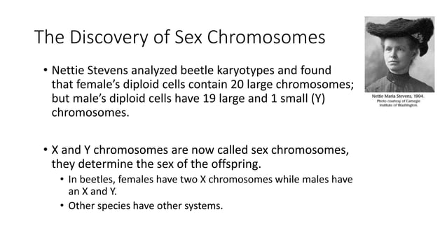 Chromosome Theory Of Inheritance Pptx