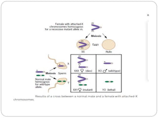 chromosome variation.pptx
