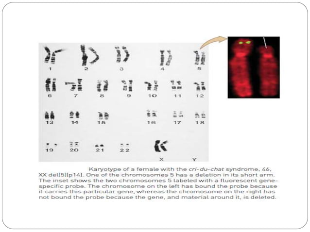chromosome variation.pptx