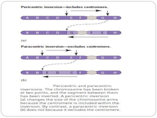 chromosome variation.pptx