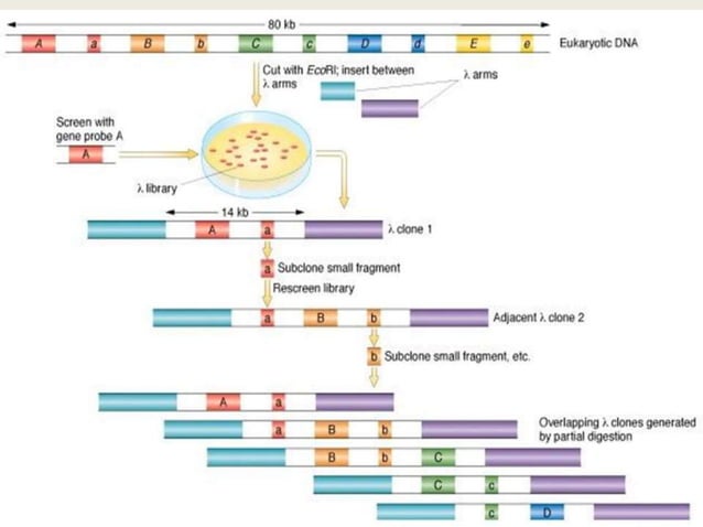 Chromosomewalking | PPTX | Genetics | Science