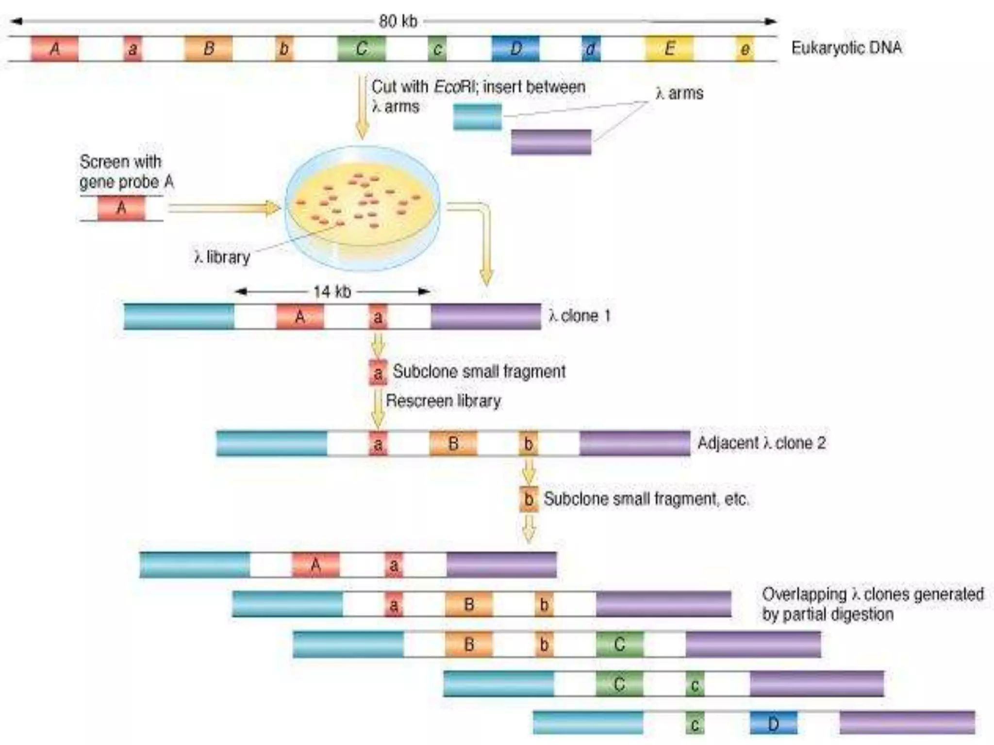 Chromosome walking | PPTX