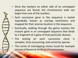 Chromosome walking | PPTX