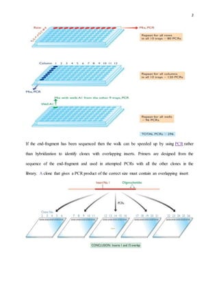 Chromosome walking | DOCX